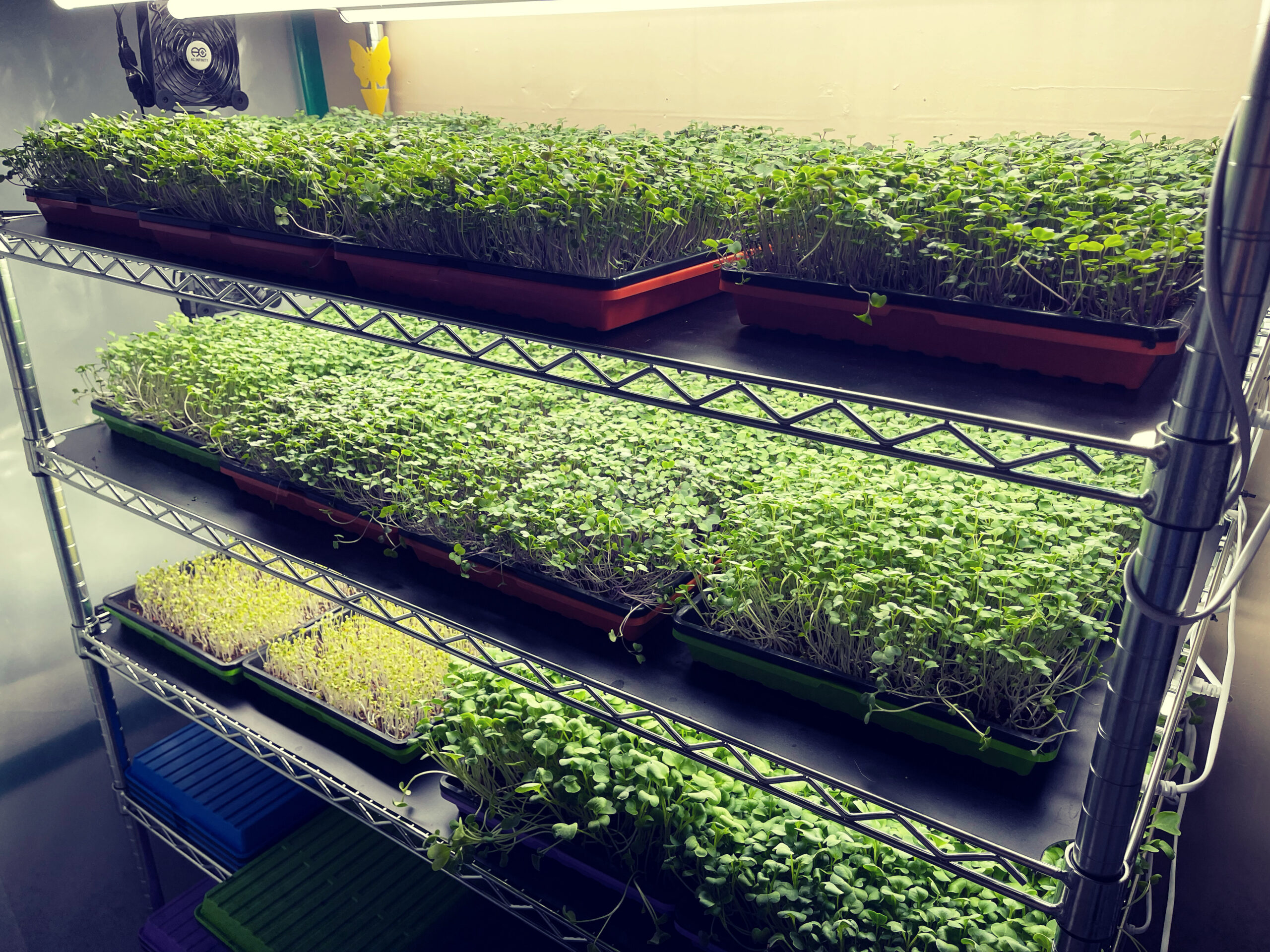 Crafting a Greener Future with Sustainable Microgreens - Living On the ...